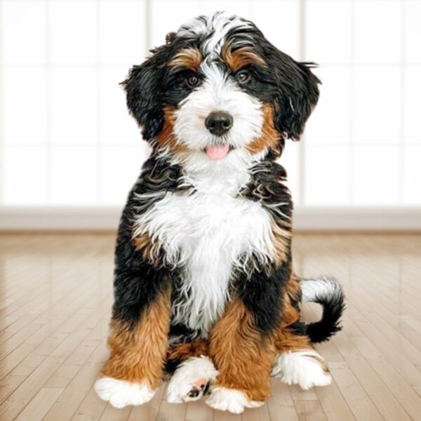 Complete Bernedoodle Temperament Guide – Important Details You Need to ...