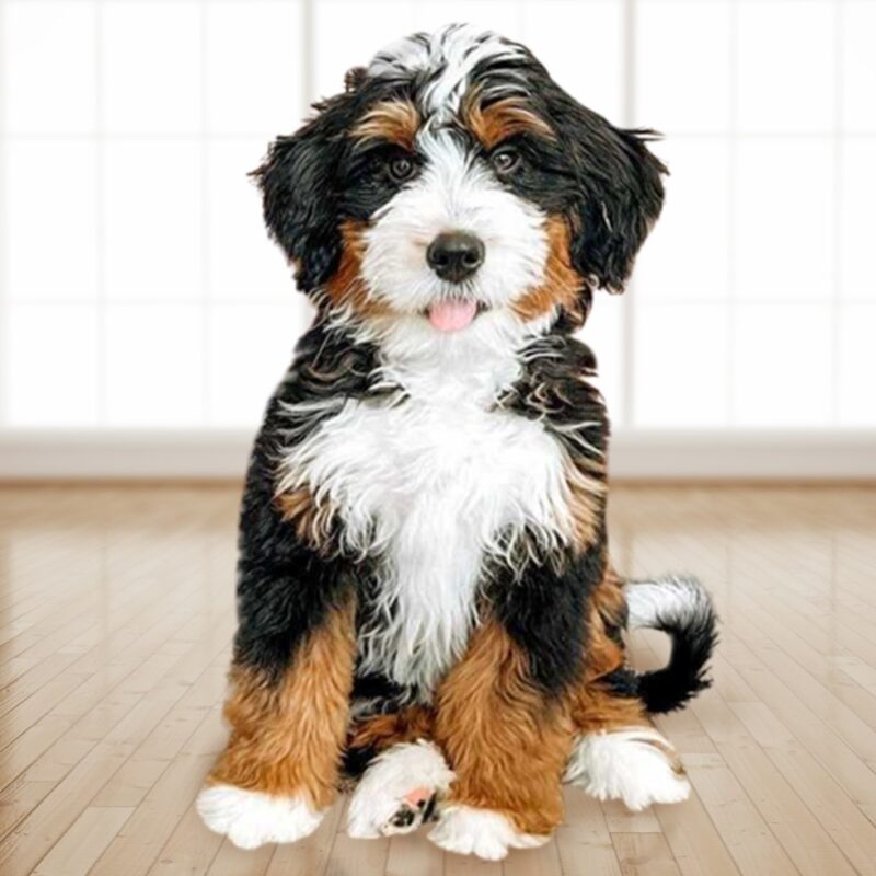 Complete Bernedoodle Temperament Guide – Important Details You Need to ...