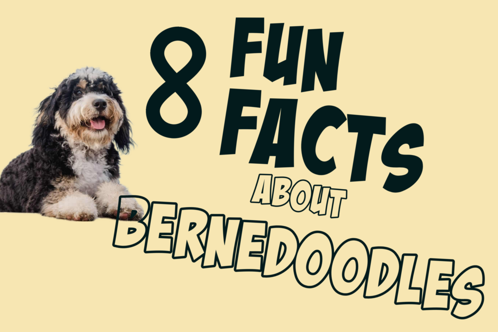 Fun Facts About Bernedoodles - Central Illinois Doodles