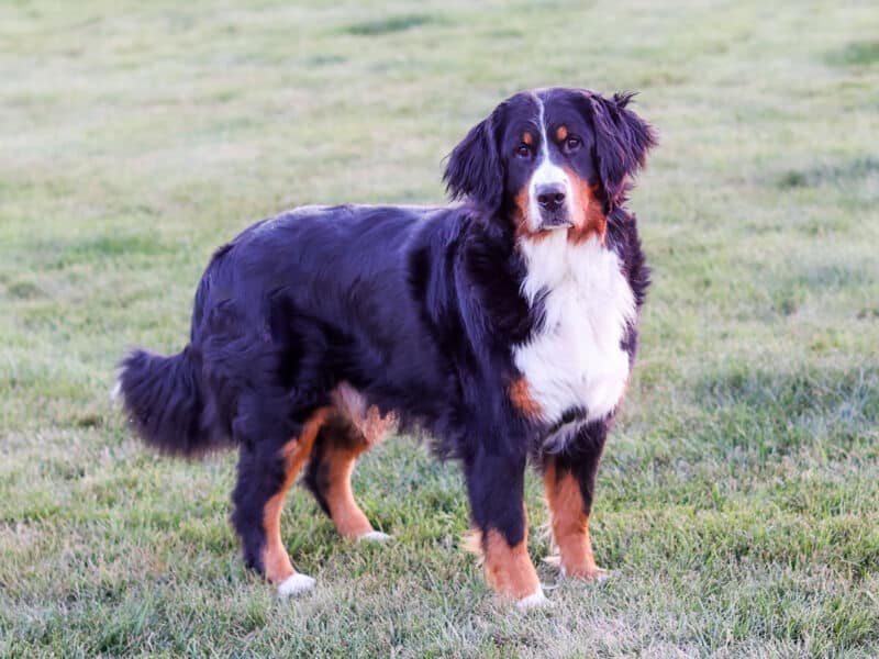 Our Adults | Central Illinois Doodles