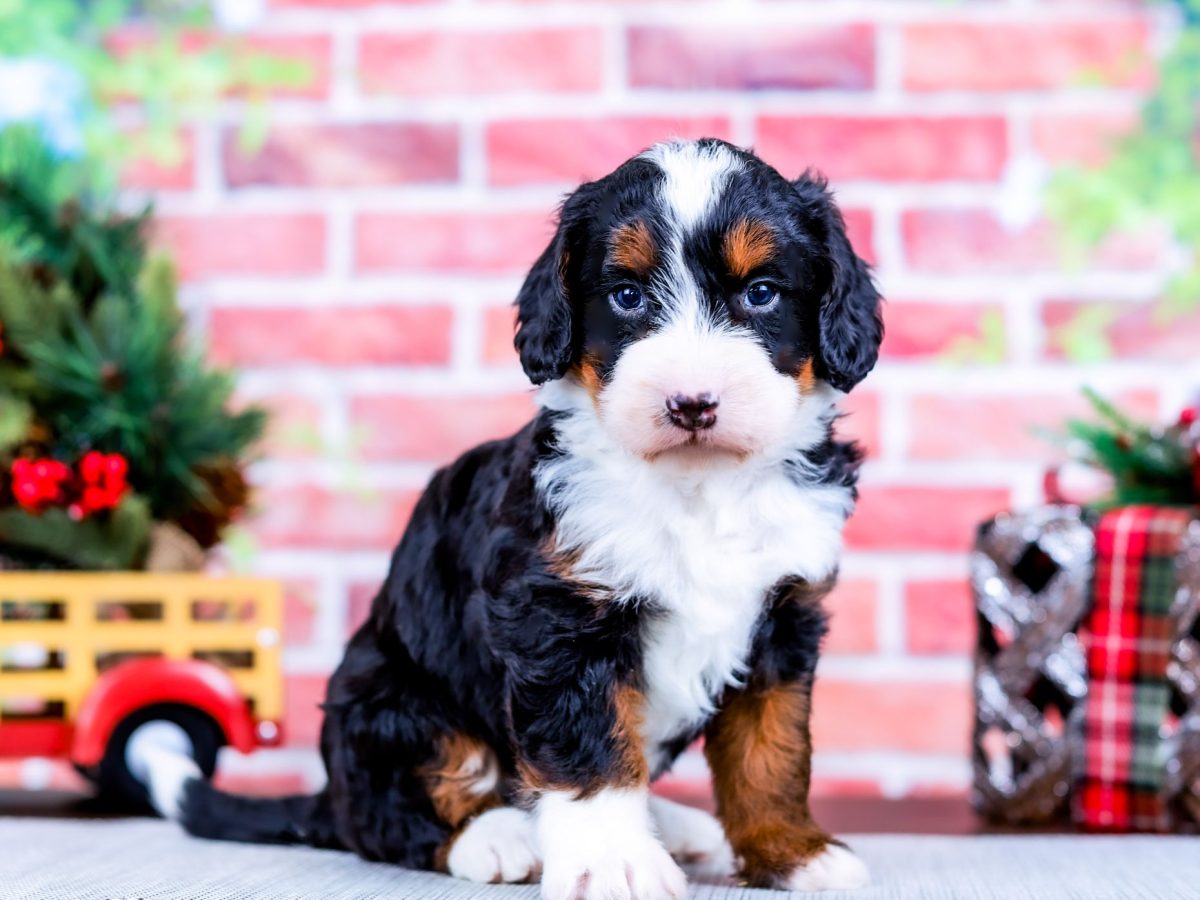 Bernedoodles Puppies for Sale Michigan | CID Bernedoodle Breeders