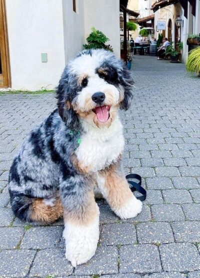 Merle Bernedoodles: Important Details You Need To Know - Central ...
