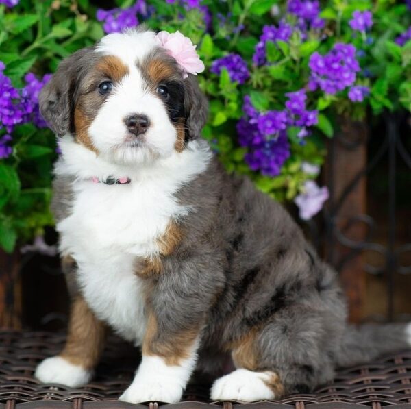 Merle Bernedoodles: Important Details You Need To Know - Central ...