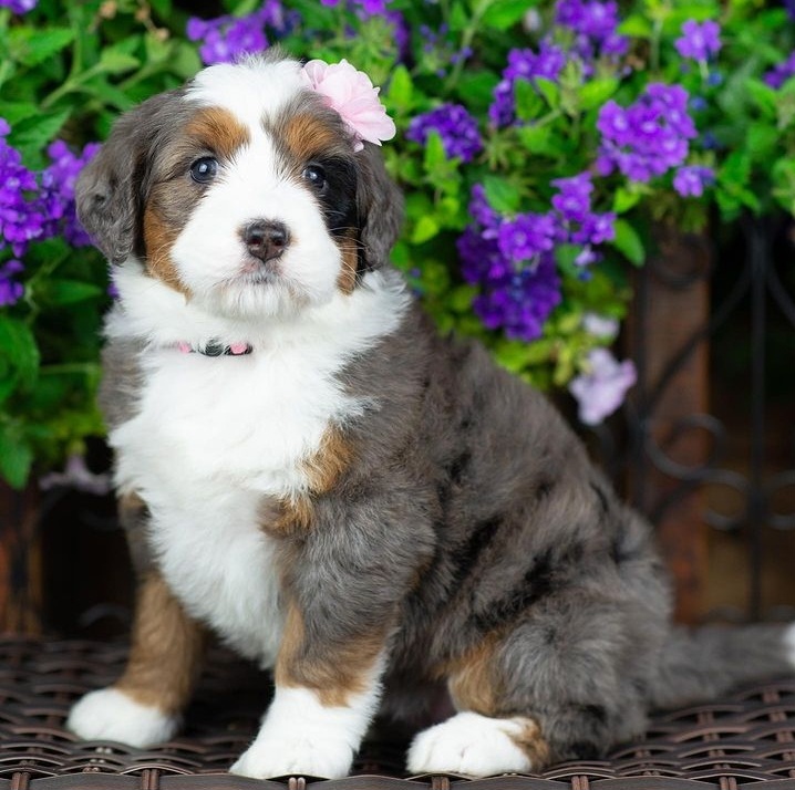 Merle Bernedoodles: Important Details You Need To Know - Central ...