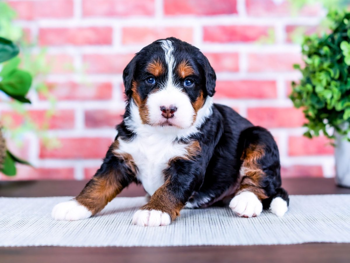 Black Bernedoodle for Sale | CID Breeder