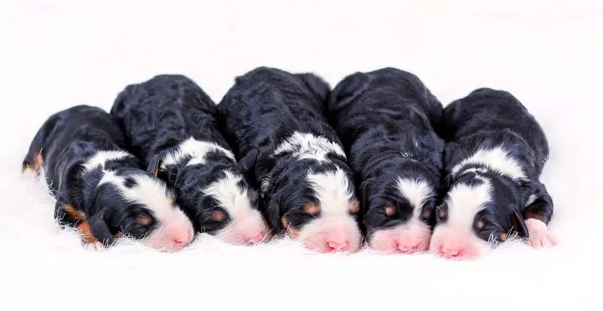 Complete Bernedoodle Temperament Guide – Important Details You Need to Know - Central Illinois ...