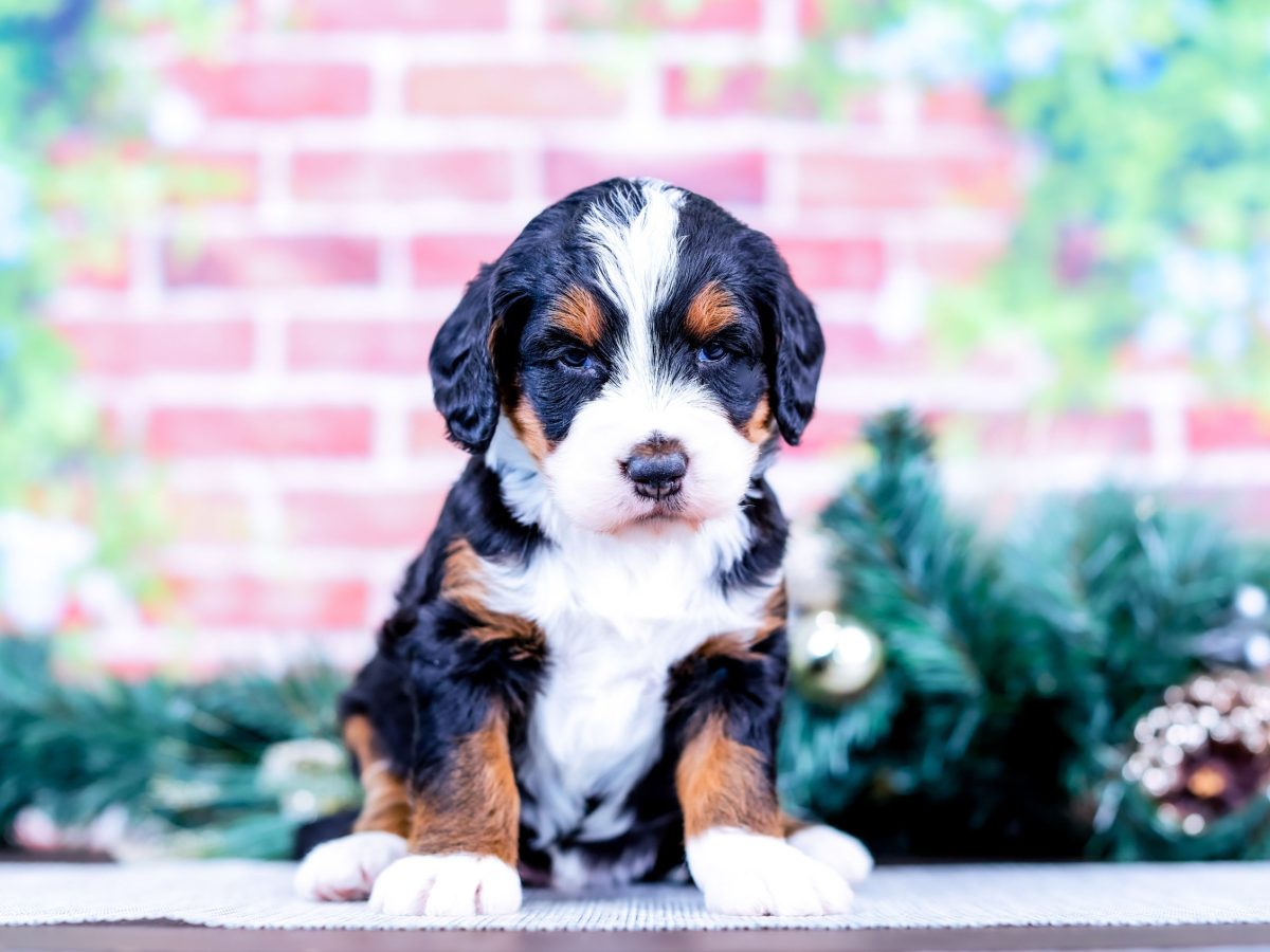 Pennsylvania Bernedoodle Puppies for Sale - CID Breeder