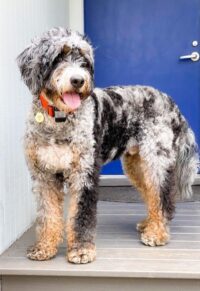 Merle Bernedoodles: Important Details You Need To Know - Central ...