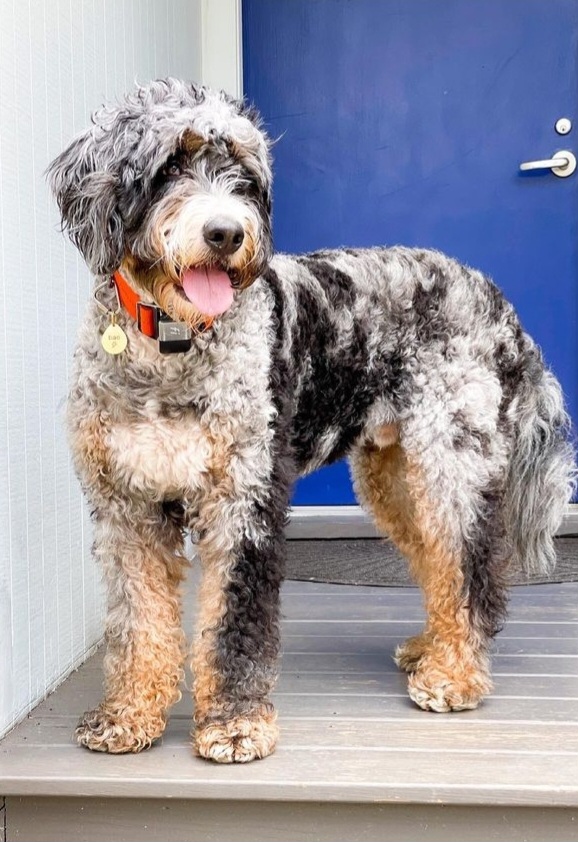 Merle Bernedoodles: Important Details You Need To Know - Central ...