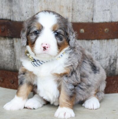 Merle Bernedoodles: Important Details You Need To Know - Central ...