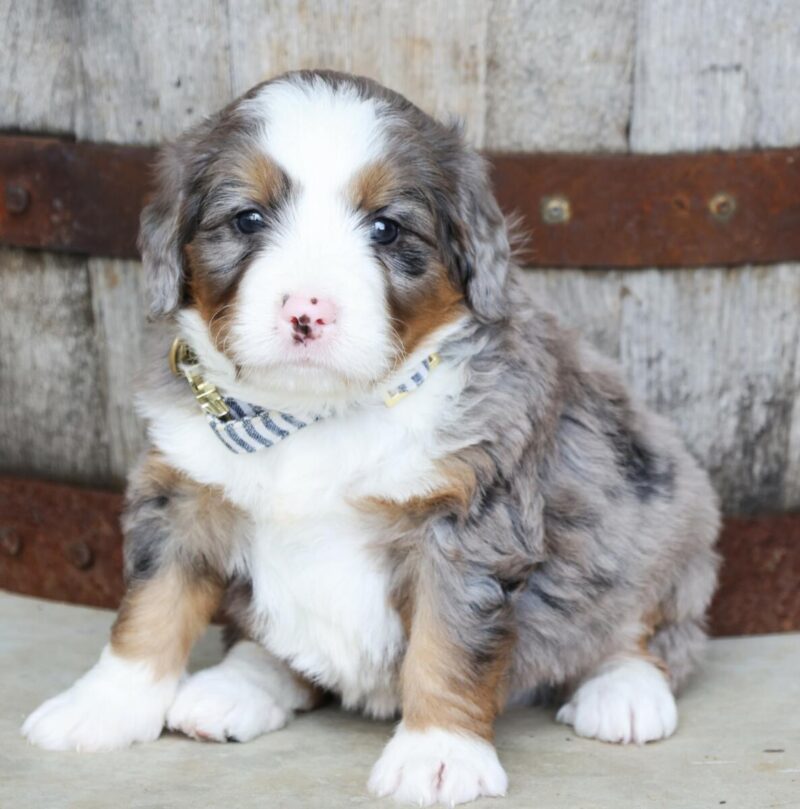Merle Bernedoodles: Important Details You Need To Know - Central ...