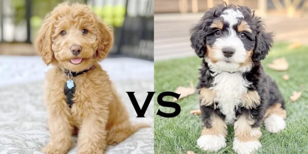 Mini Bernedoodle vs Mini Goldendoodle | Central Illinois Doodles