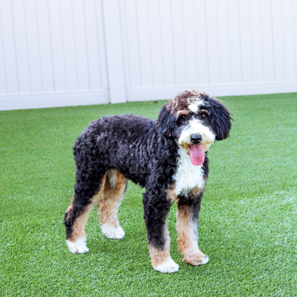 Tri-color Bernedoodle: Everything You Need to Know Before Getting One ...