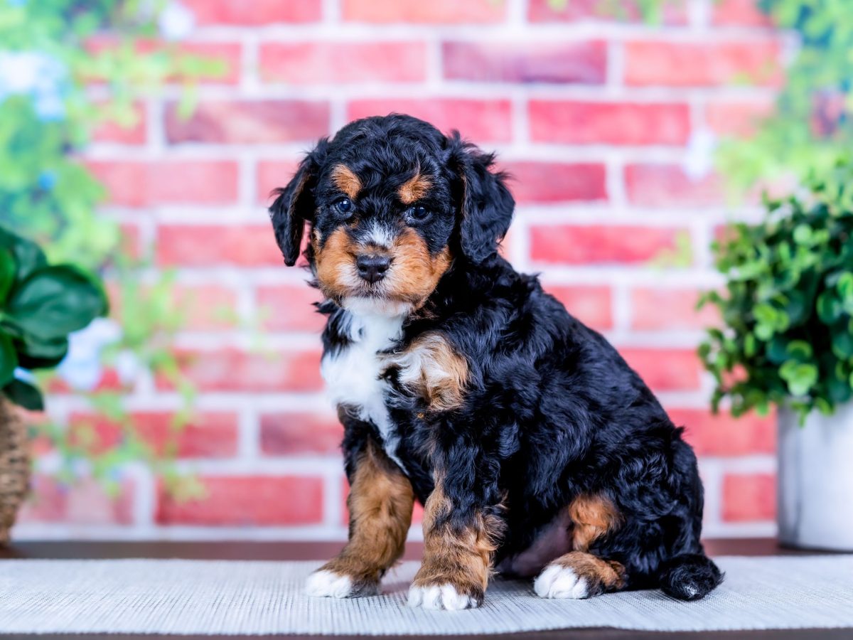 Phantom Bernedoodle for Sale | CID Breeder