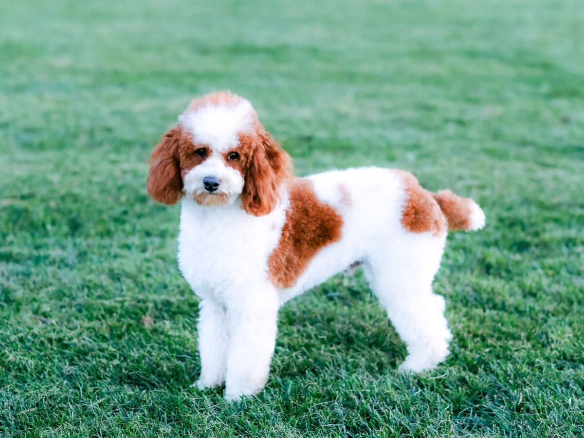 Tri-color Bernedoodle: Everything You Need to Know Before Getting One ...