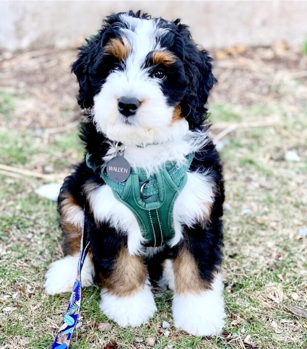 Bernedoodle Puppies For Sale - CID Breeder