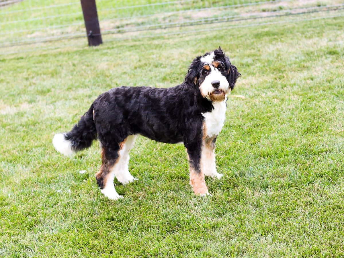 Our Adults - Central Illinois Doodles